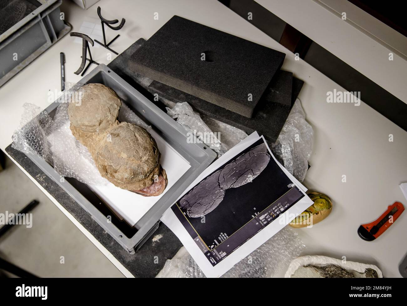 BOXTEL - Two dinosaur eggs in the Oertijdmuseum. The museum had 33 ...