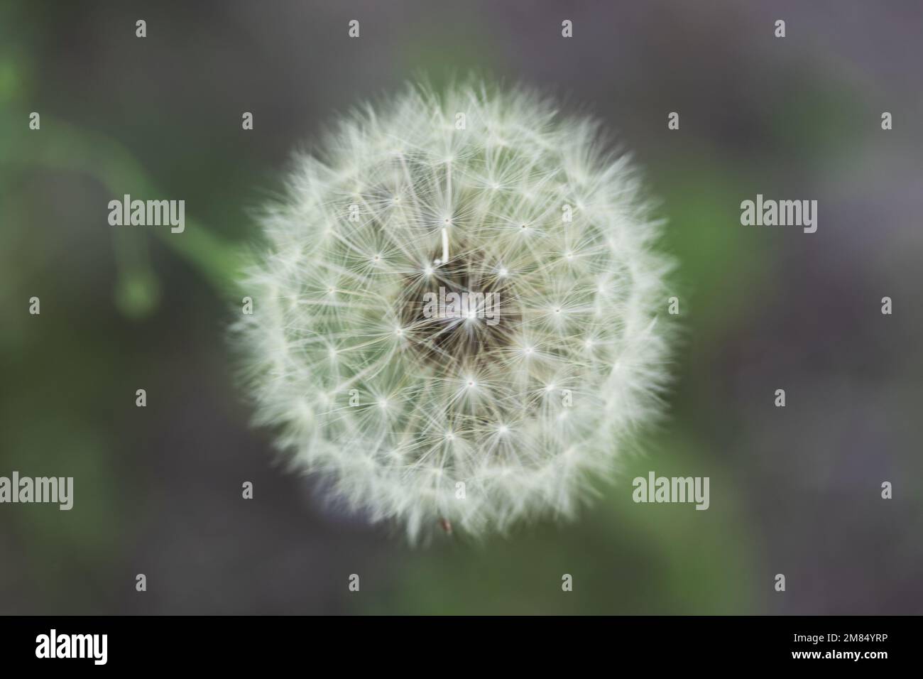 Dandelion growing low angle hi-res stock photography and images - Alamy