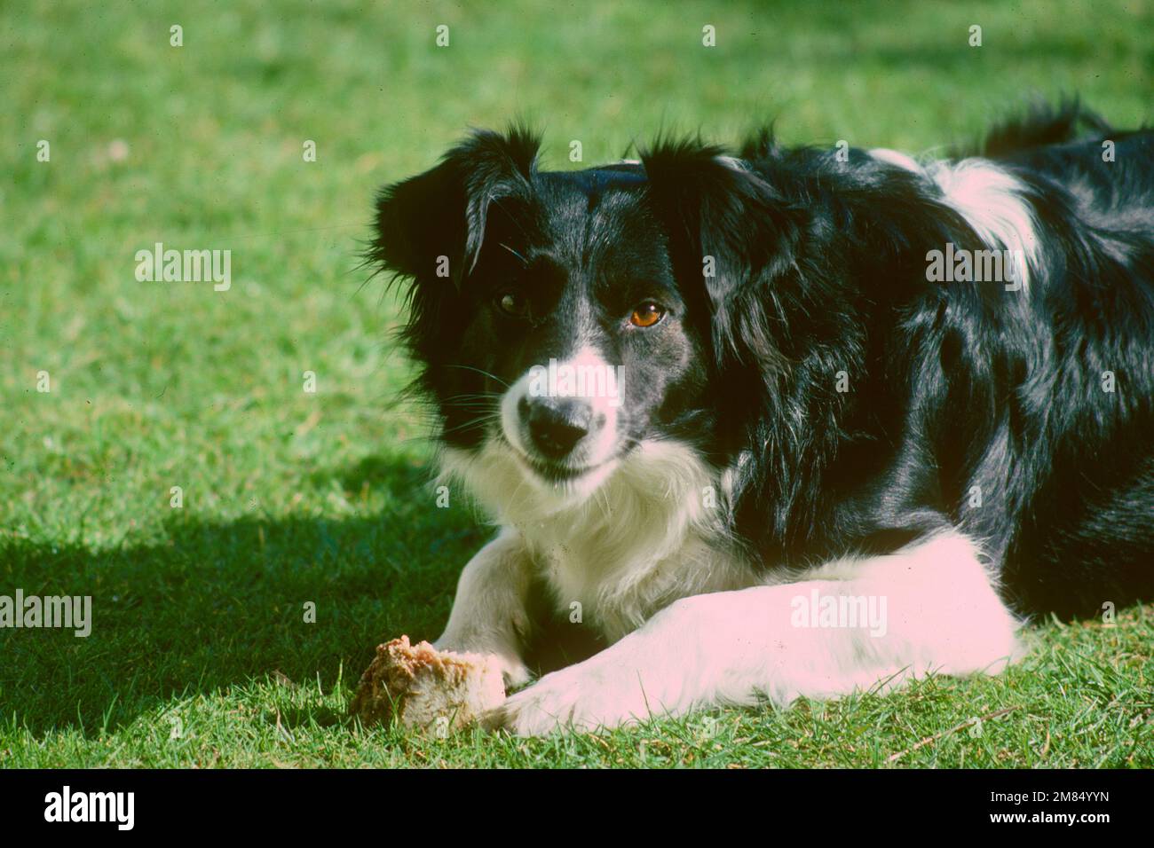 Border collie protecting her bone Stock Photo - Alamy