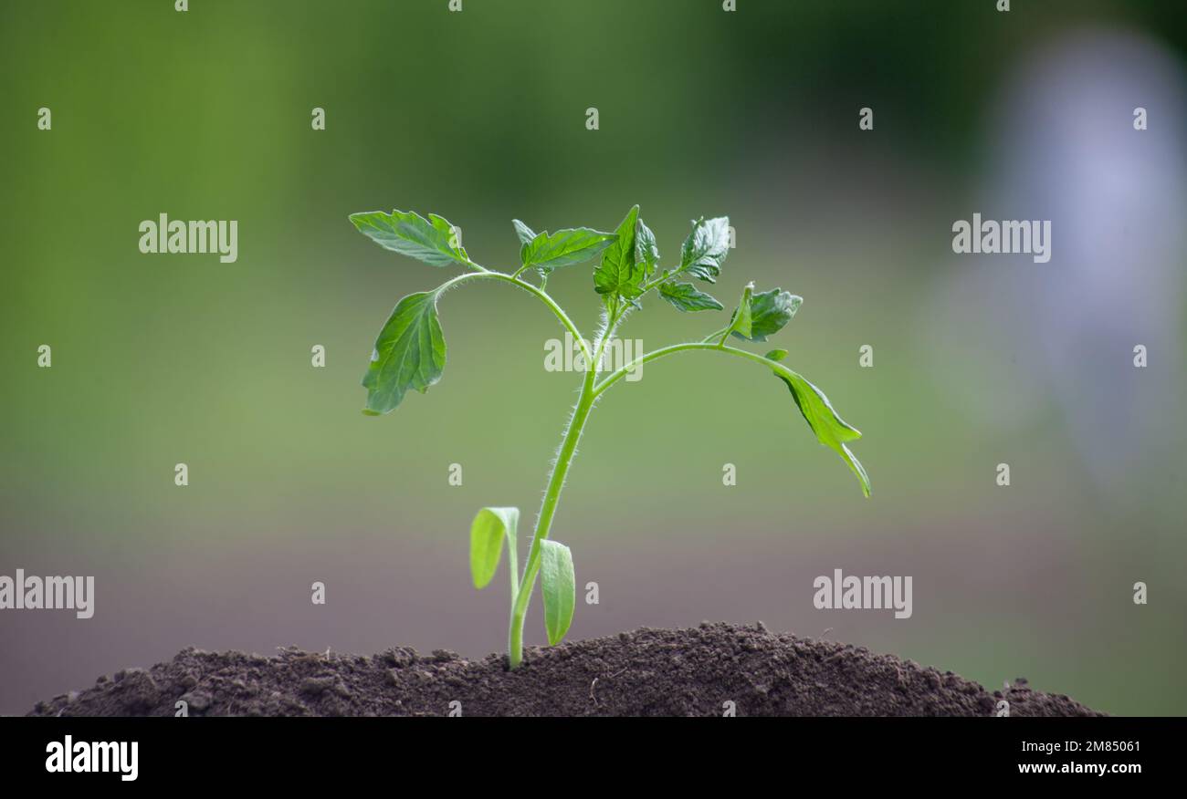 A small tomato seedling grows from the soil Stock Photo - Alamy