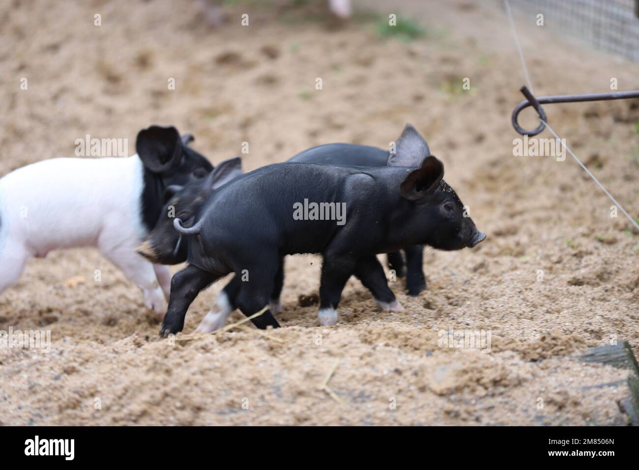Cologne, Germany. 12th Jan, 2023. Piglets on the outdoor area of the ...