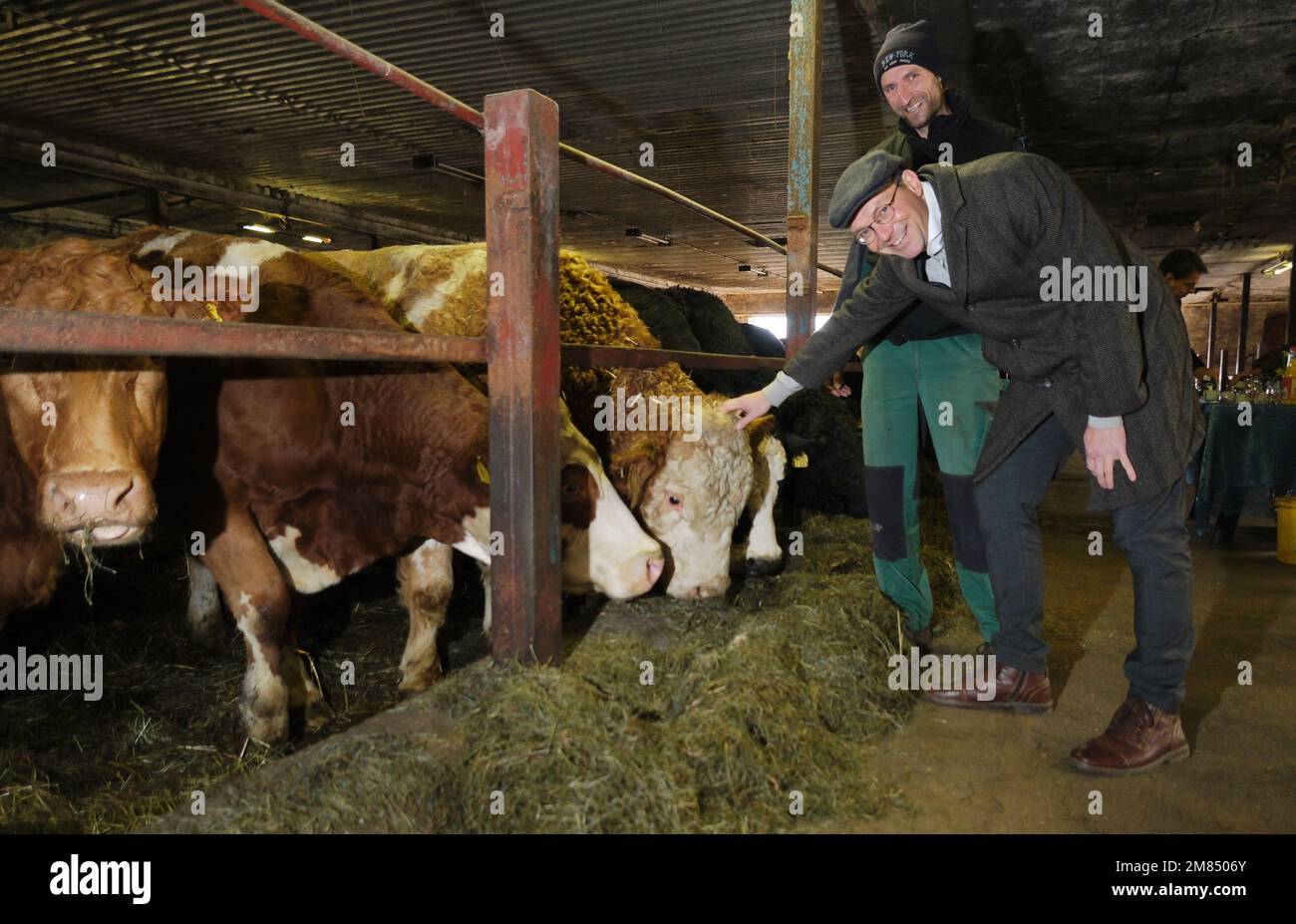 Cow shed stand hi-res stock photography and images - Alamy