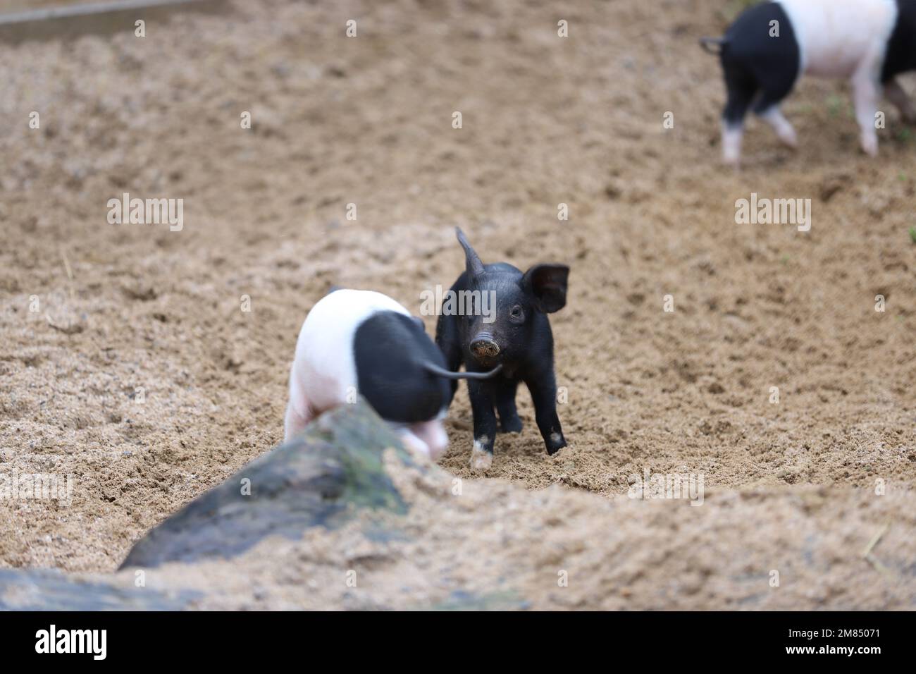 Cologne, Germany. 12th Jan, 2023. Piglets on the outdoor area of the ...