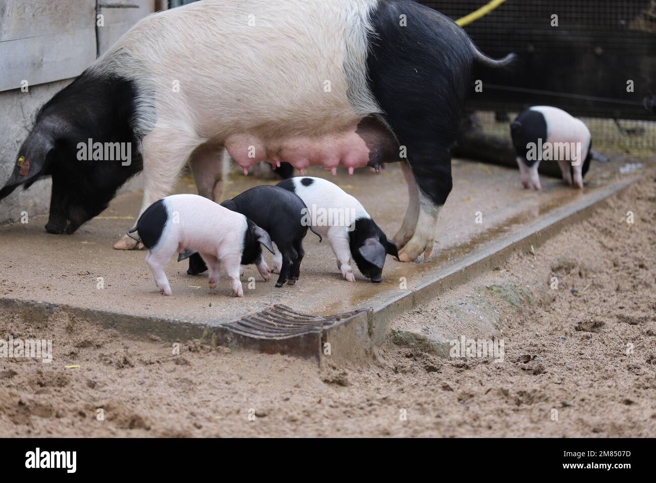 Cologne, Germany. 12th Jan, 2023. Piglets and the dam on the outdoor ...