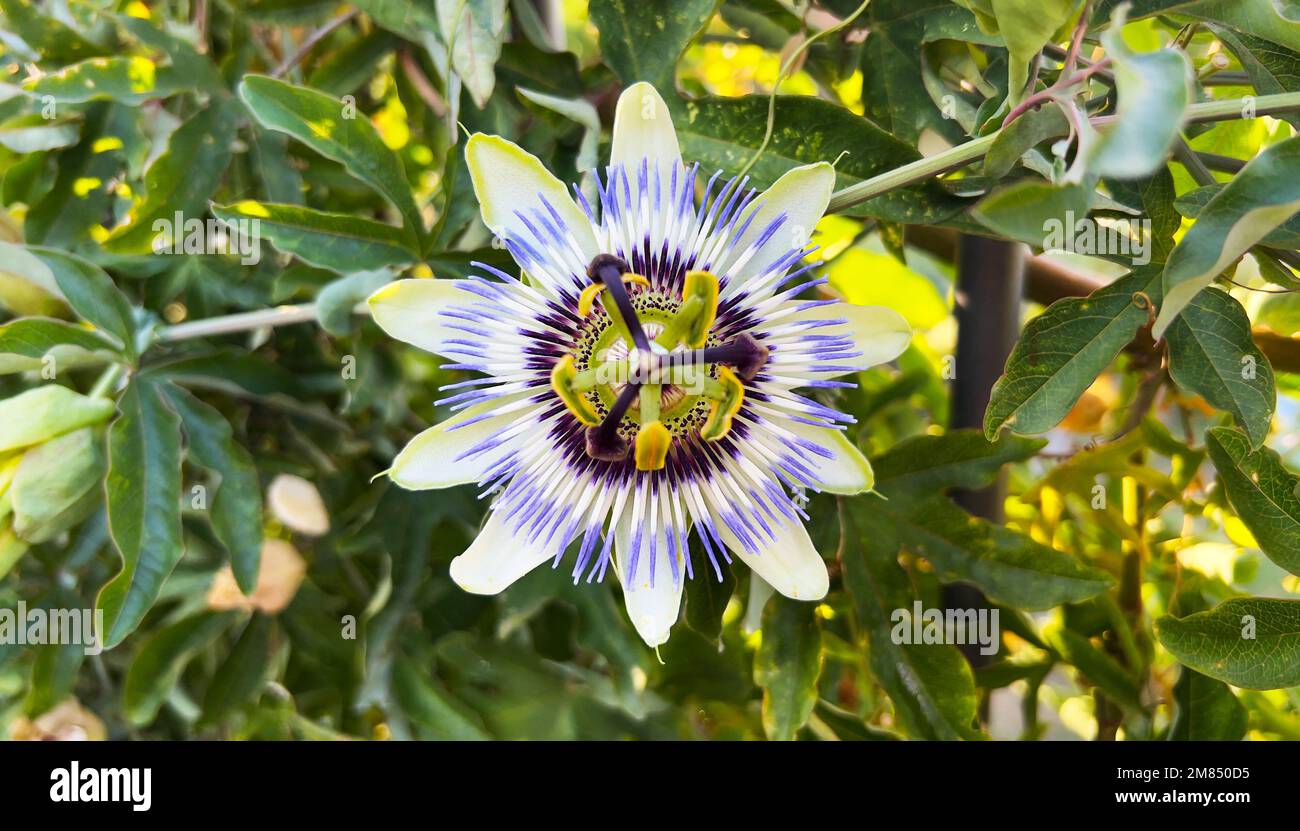 Flowers of the Passiflora plant, the passion flower Stock Photo - Alamy