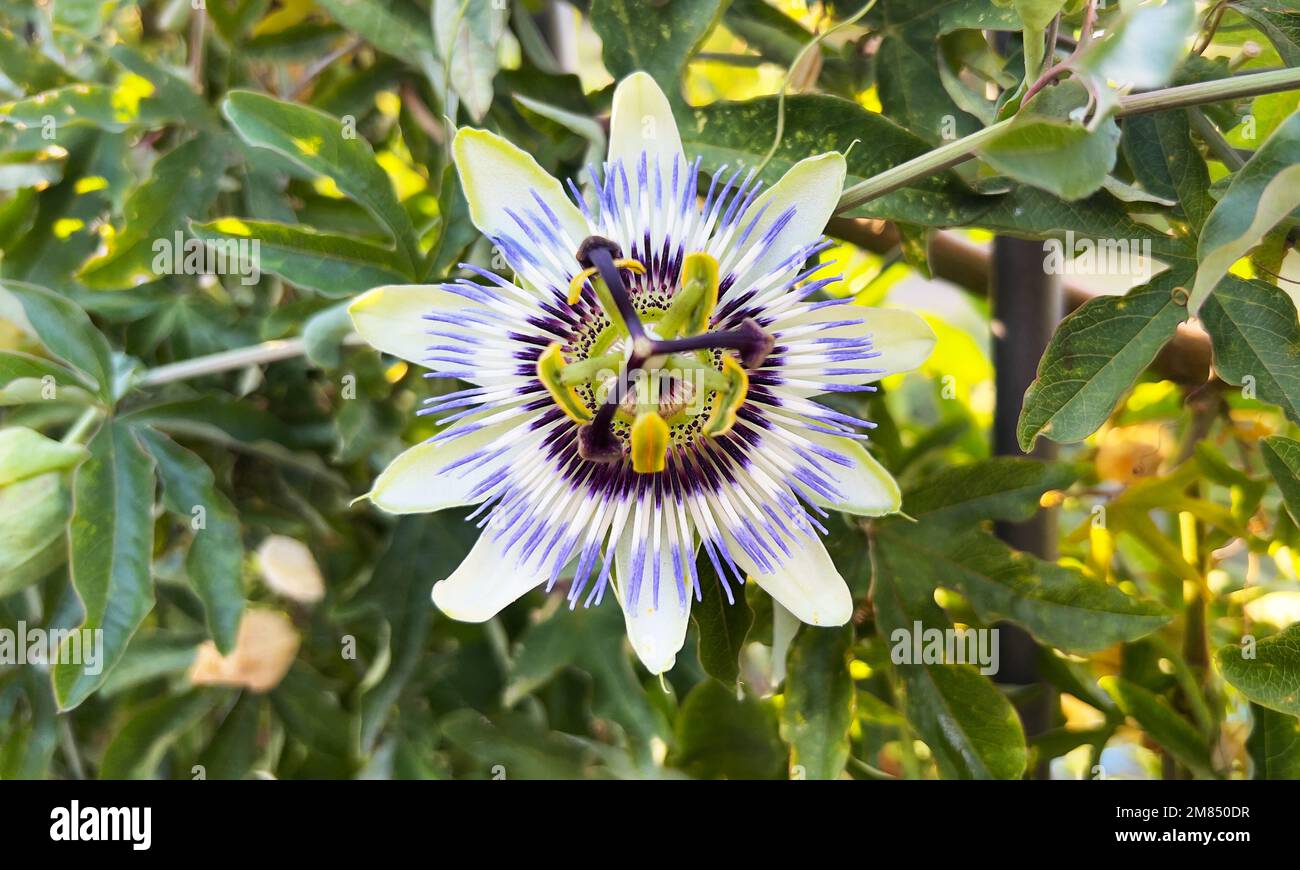 Passiflora botanical illustration hi-res stock photography and images ...