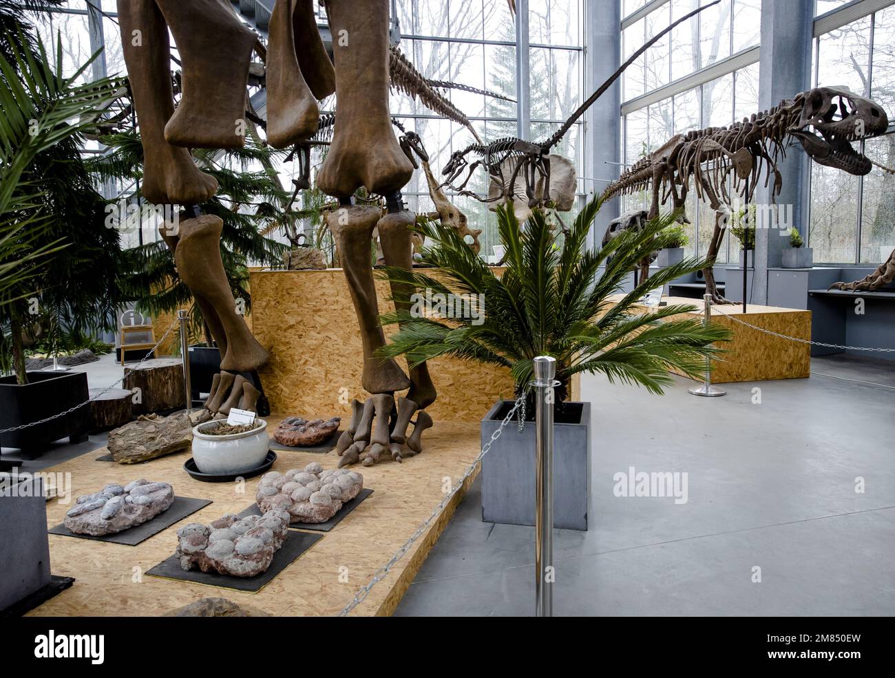 BOXTEL - Dino eggs in the Prehistoric Museum. The museum had 33 ...