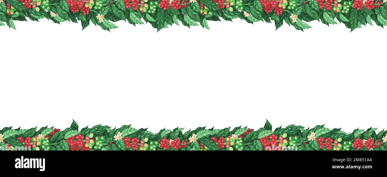 Seamless Border coffee plant arabica beans and flowers on branch ...