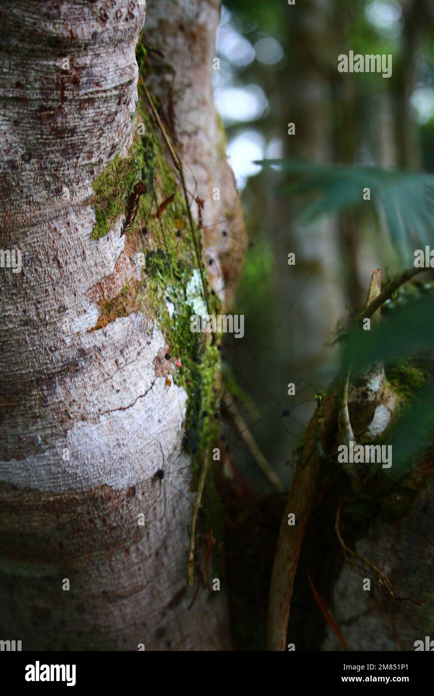 Spider web on a tree overgrown with moss Stock Photo - Alamy