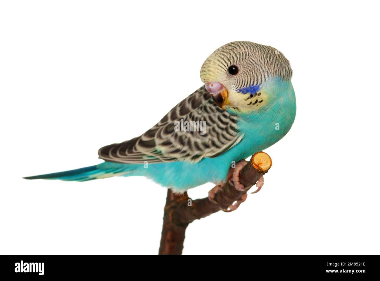 Budgerigar parakeet hi-res stock photography and images - Alamy