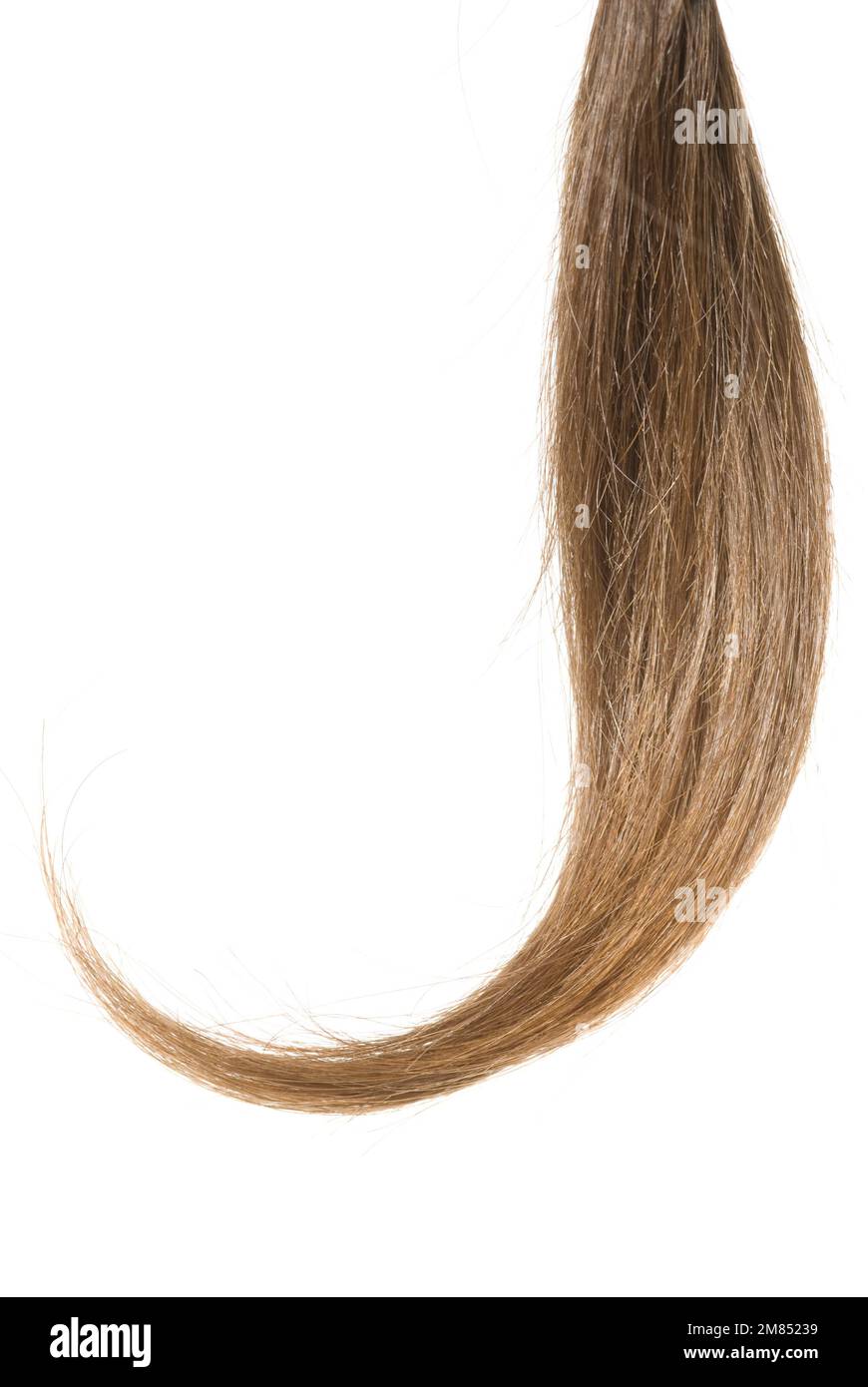 Female hair curl tail on white Stock Photo - Alamy