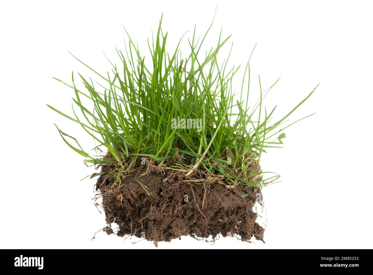 Green grass with roots on white background Stock Photo - Alamy