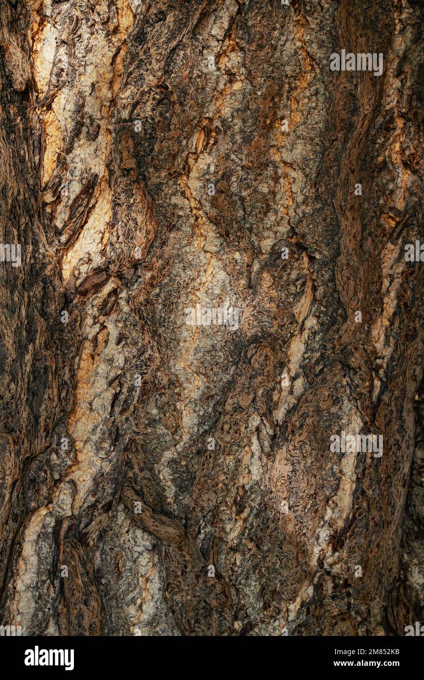 Brown tree bark texture close up background Stock Photo - Alamy
