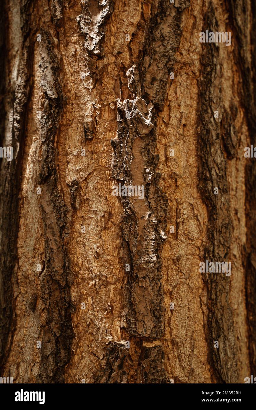 Brown tree bark texture close up background Stock Photo - Alamy