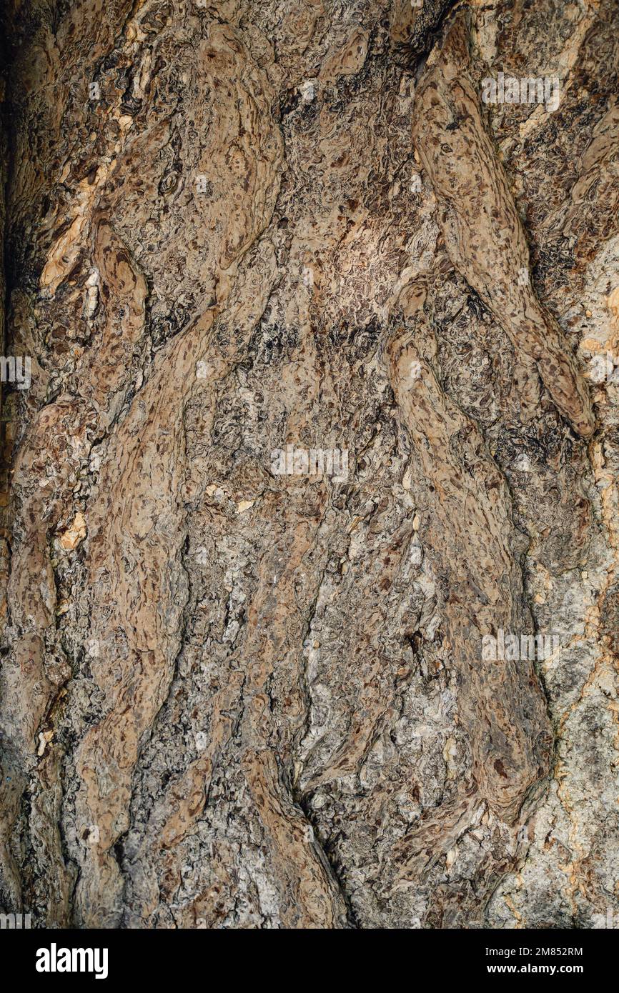 Brown tree bark texture close up background Stock Photo - Alamy