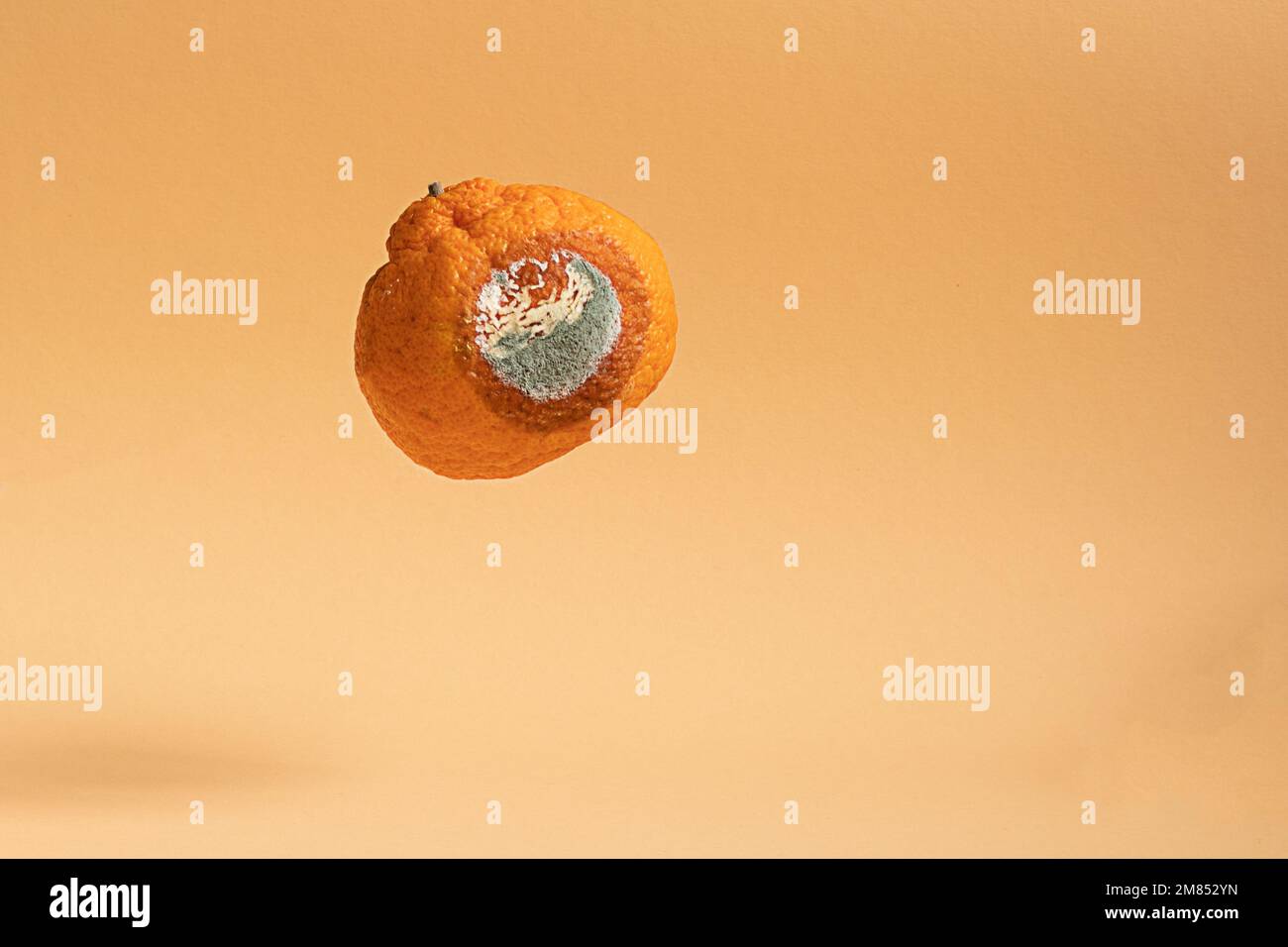 Concept of stop food waste day. Moldy orange. Rottan moldy fruit. Mould ...