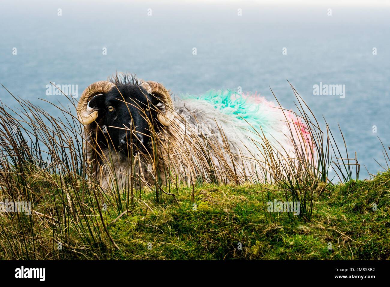 Free roaming sheep in Ireland Stock Photo - Alamy
