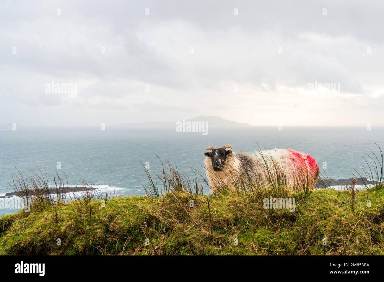 Free roaming sheep in Ireland Stock Photo - Alamy
