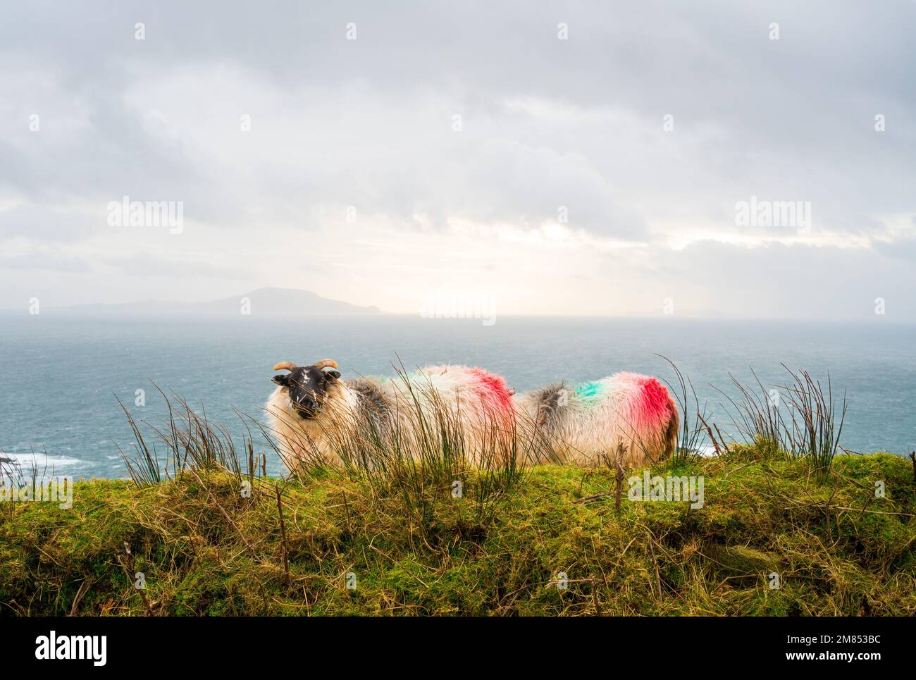 Free roaming sheep in Ireland Stock Photo - Alamy