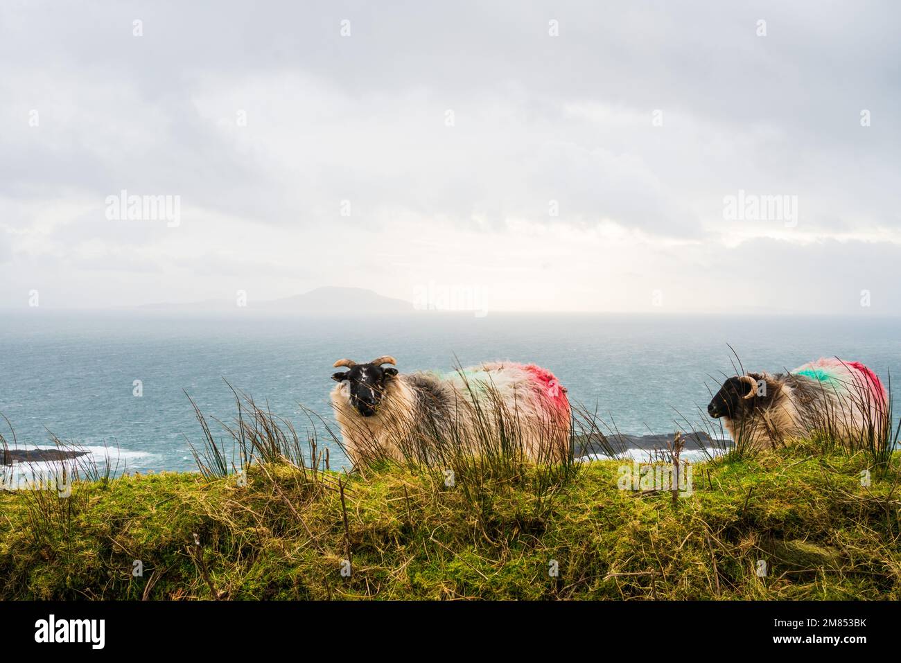 Free roaming sheep in Ireland Stock Photo - Alamy