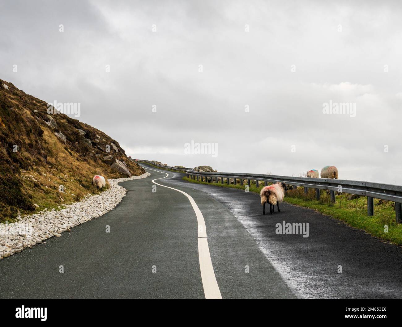 Free roaming sheep in Ireland Stock Photo - Alamy