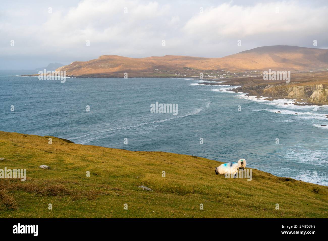 Free roaming sheep in Ireland Stock Photo - Alamy