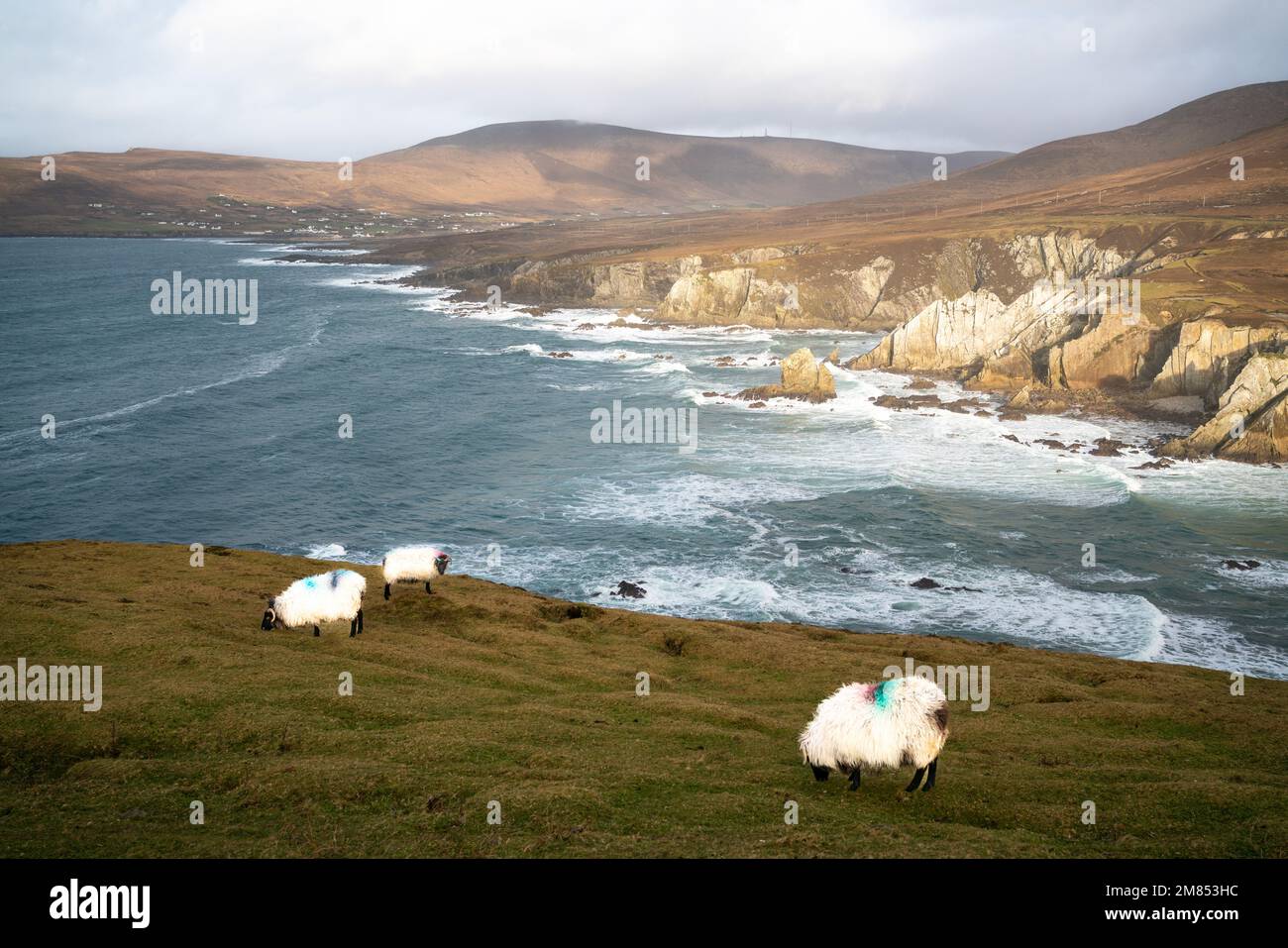Free roaming sheep in Ireland Stock Photo - Alamy