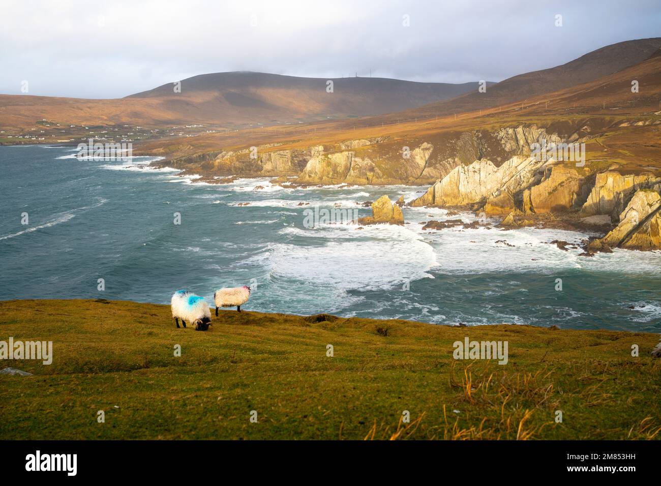 Free roaming sheep in Ireland Stock Photo - Alamy