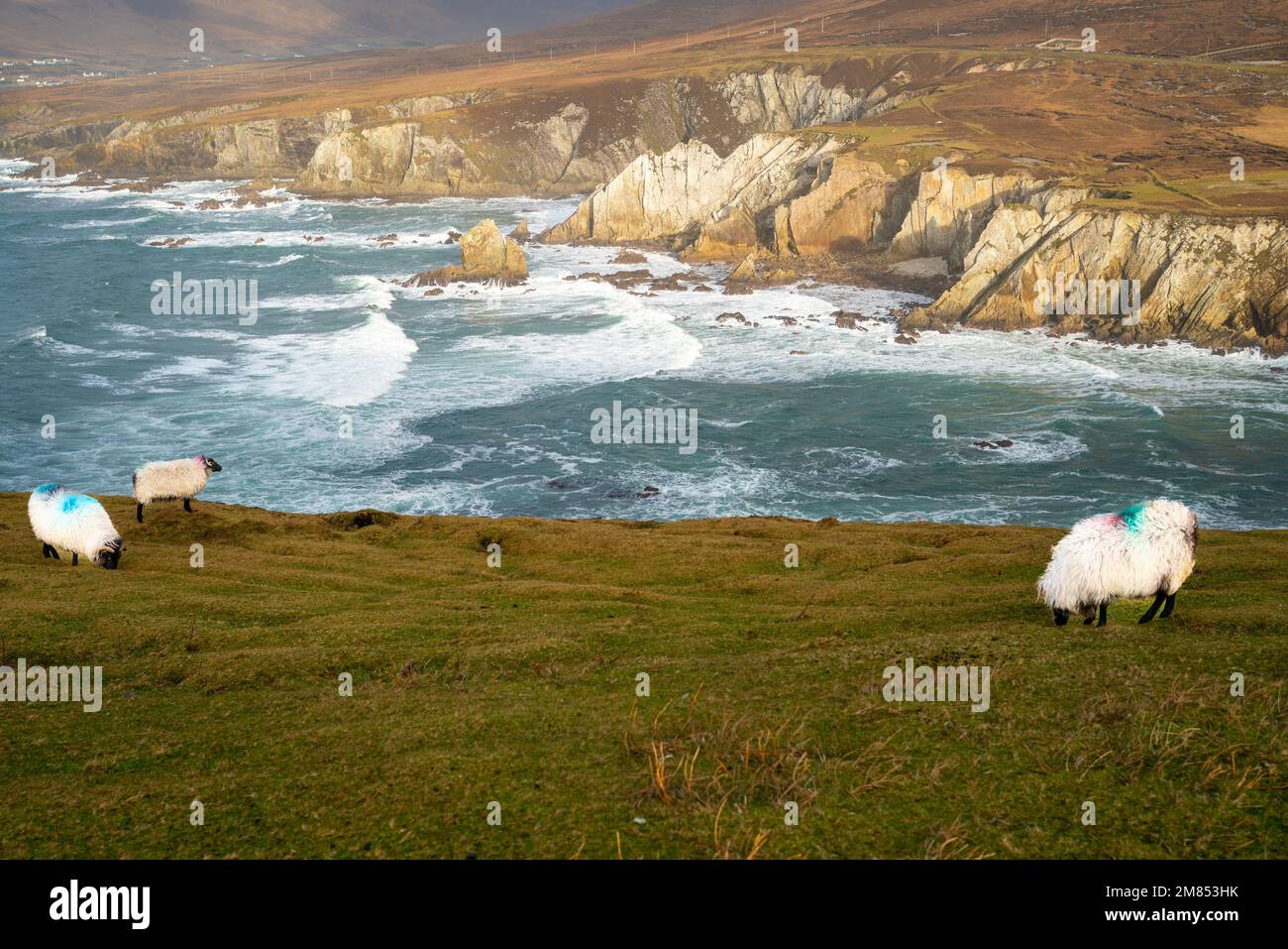 Free roaming sheep in Ireland Stock Photo - Alamy