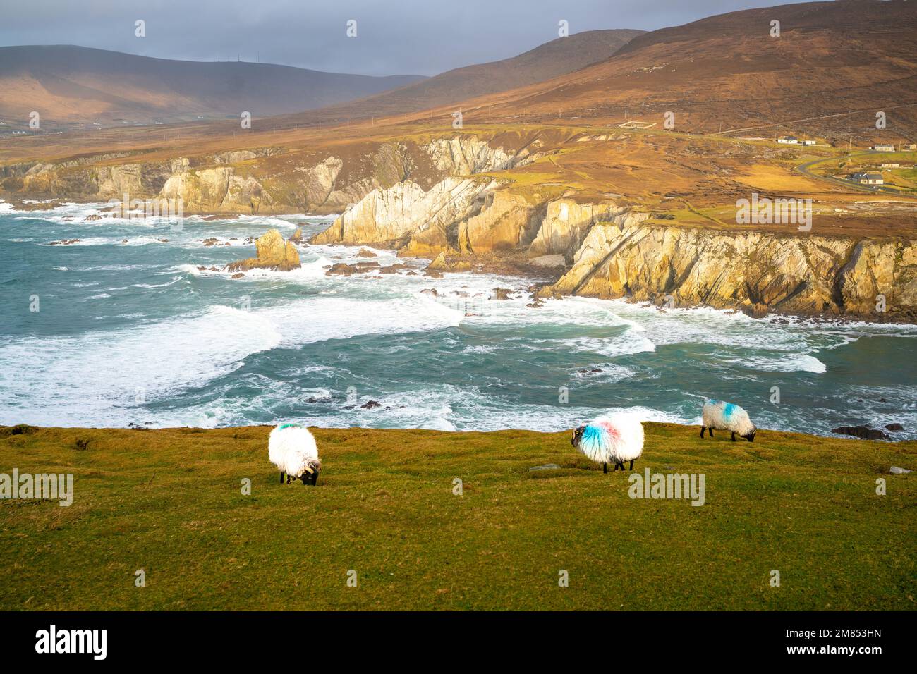 Free roaming sheep in Ireland Stock Photo - Alamy