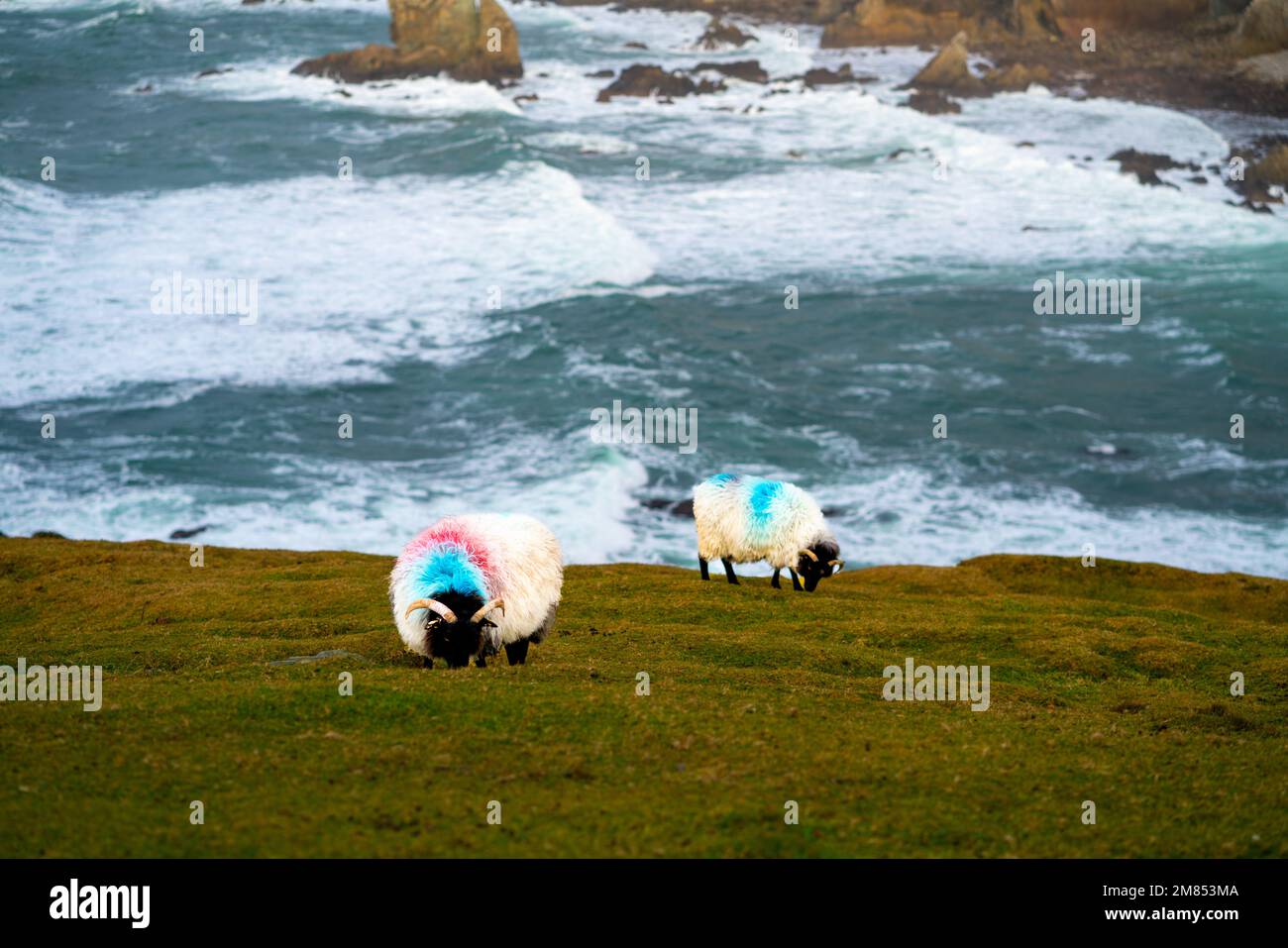 Free roaming sheep in Ireland Stock Photo - Alamy
