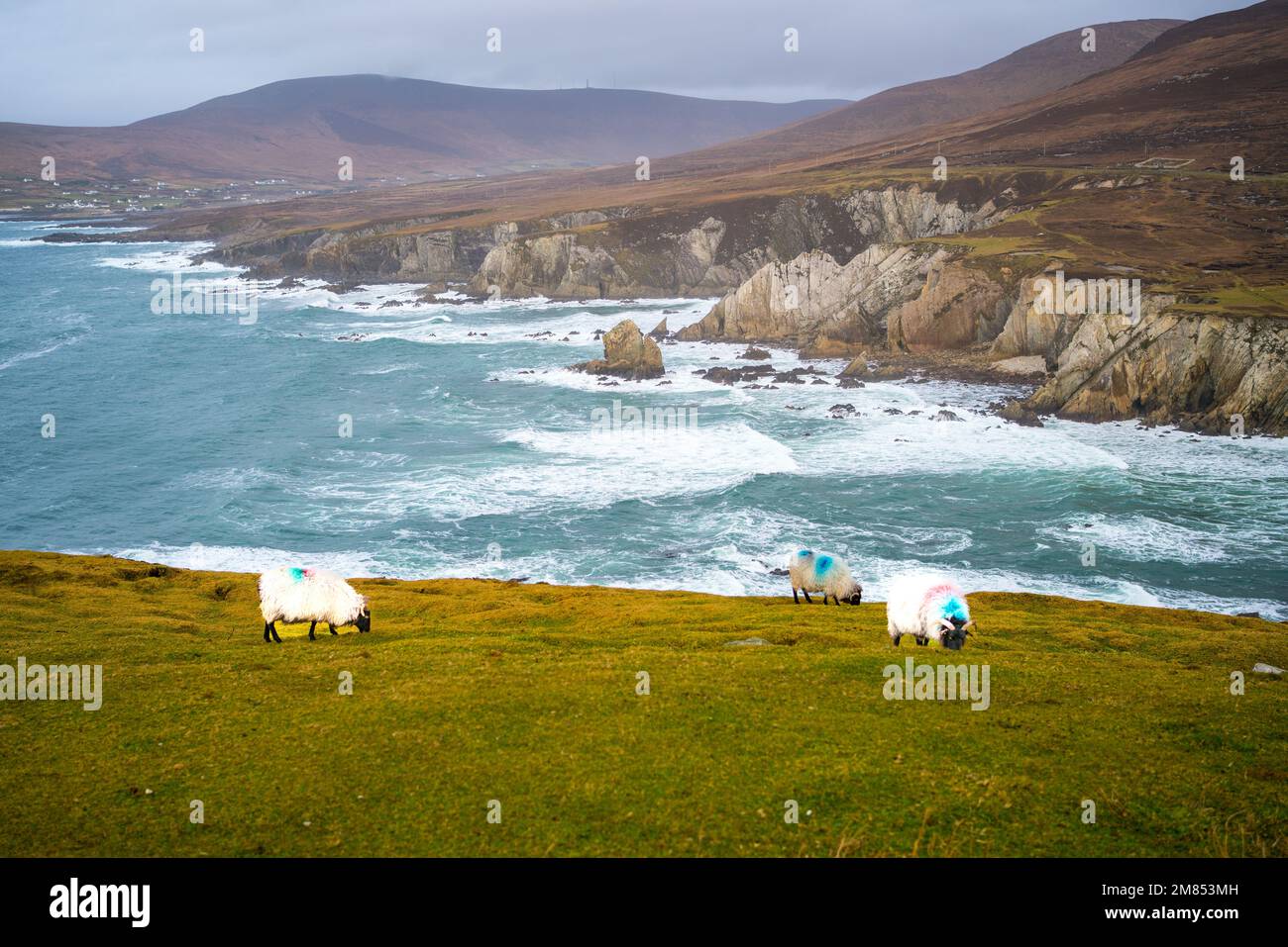 Free roaming sheep in Ireland Stock Photo - Alamy