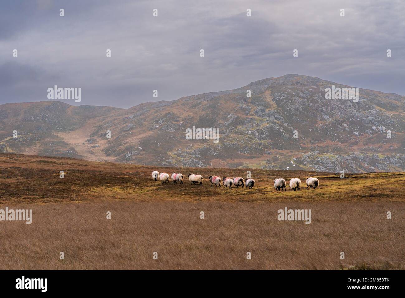 Free roaming sheep in Ireland Stock Photo - Alamy