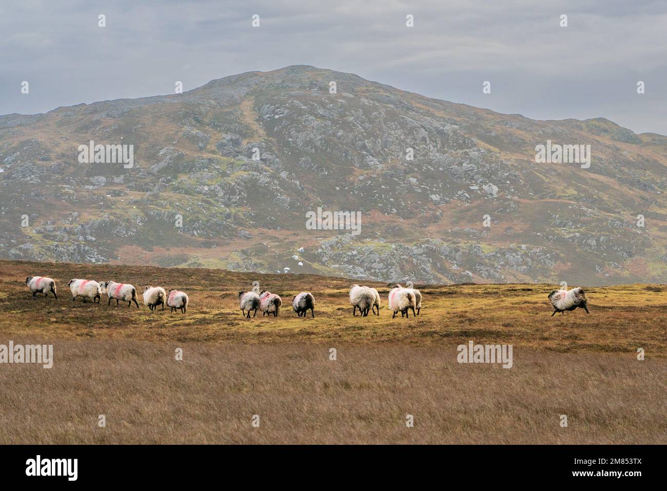 Free roaming sheep in Ireland Stock Photo - Alamy