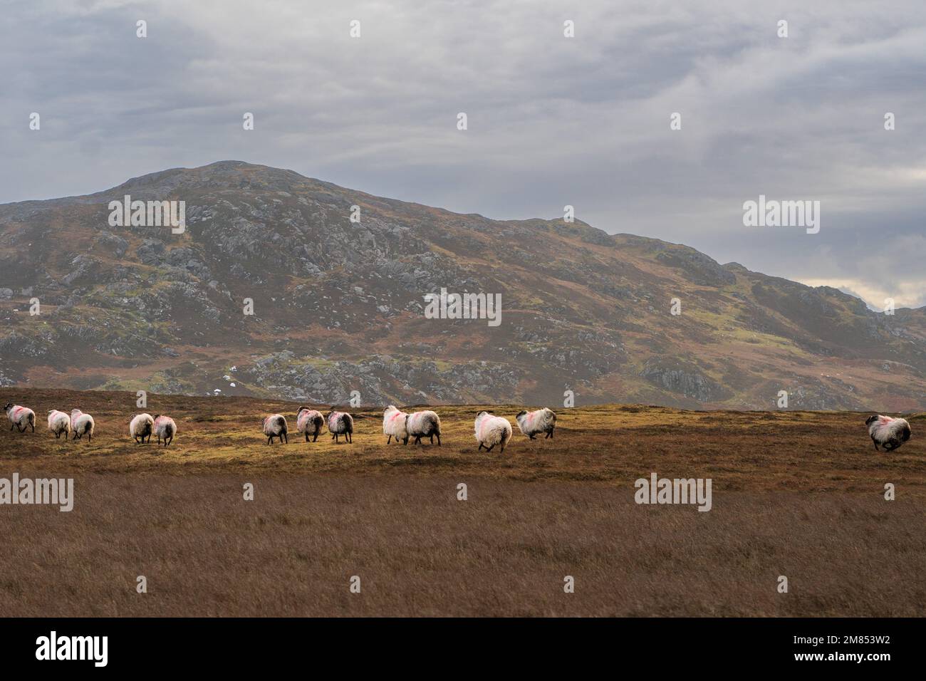 Free roaming sheep in Ireland Stock Photo - Alamy