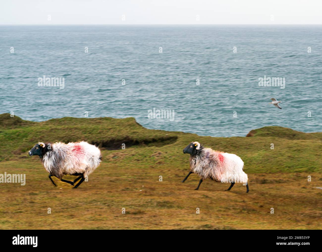 Free roaming sheep in Ireland Stock Photo - Alamy
