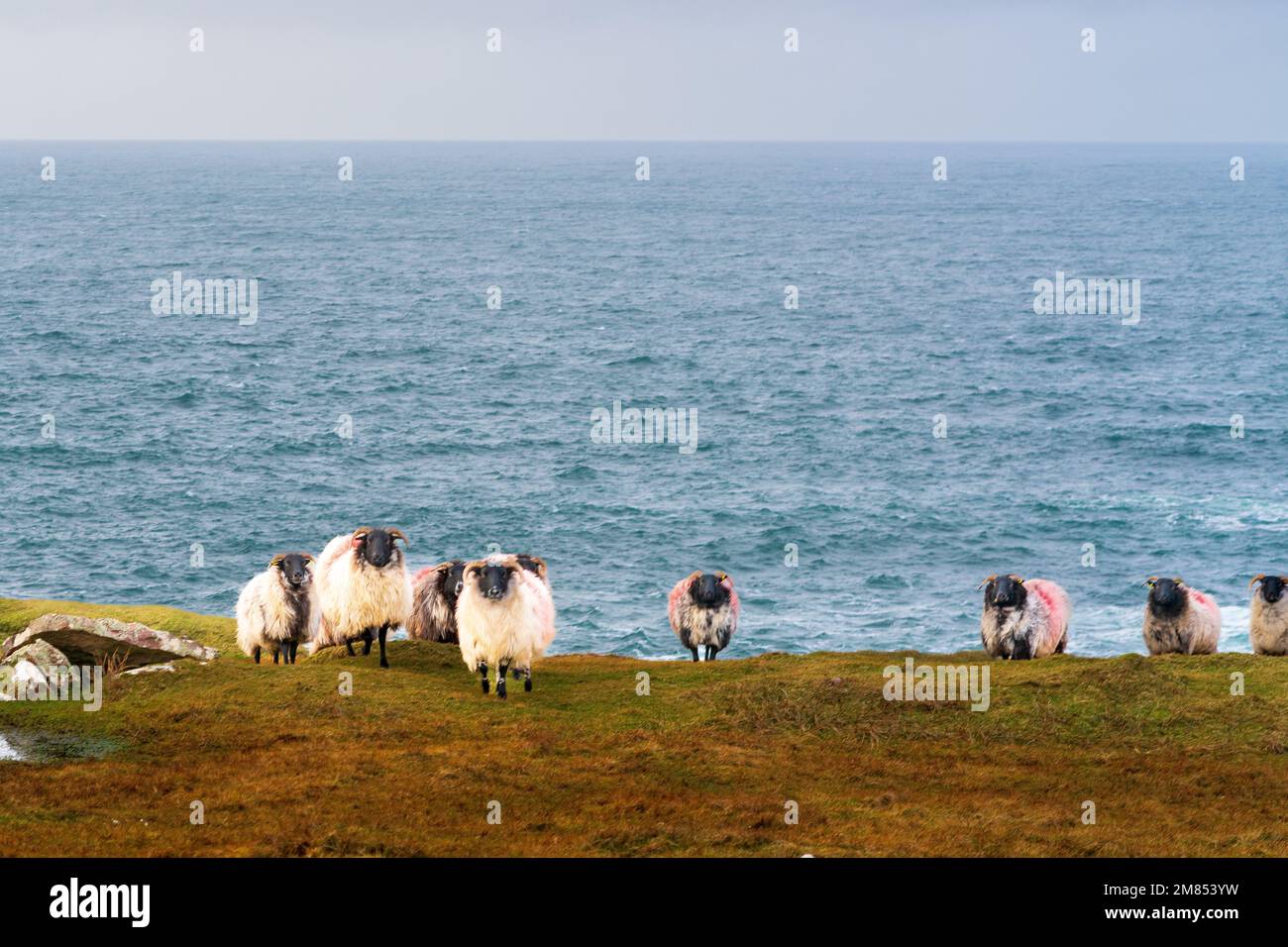 Free roaming sheep in Ireland Stock Photo - Alamy