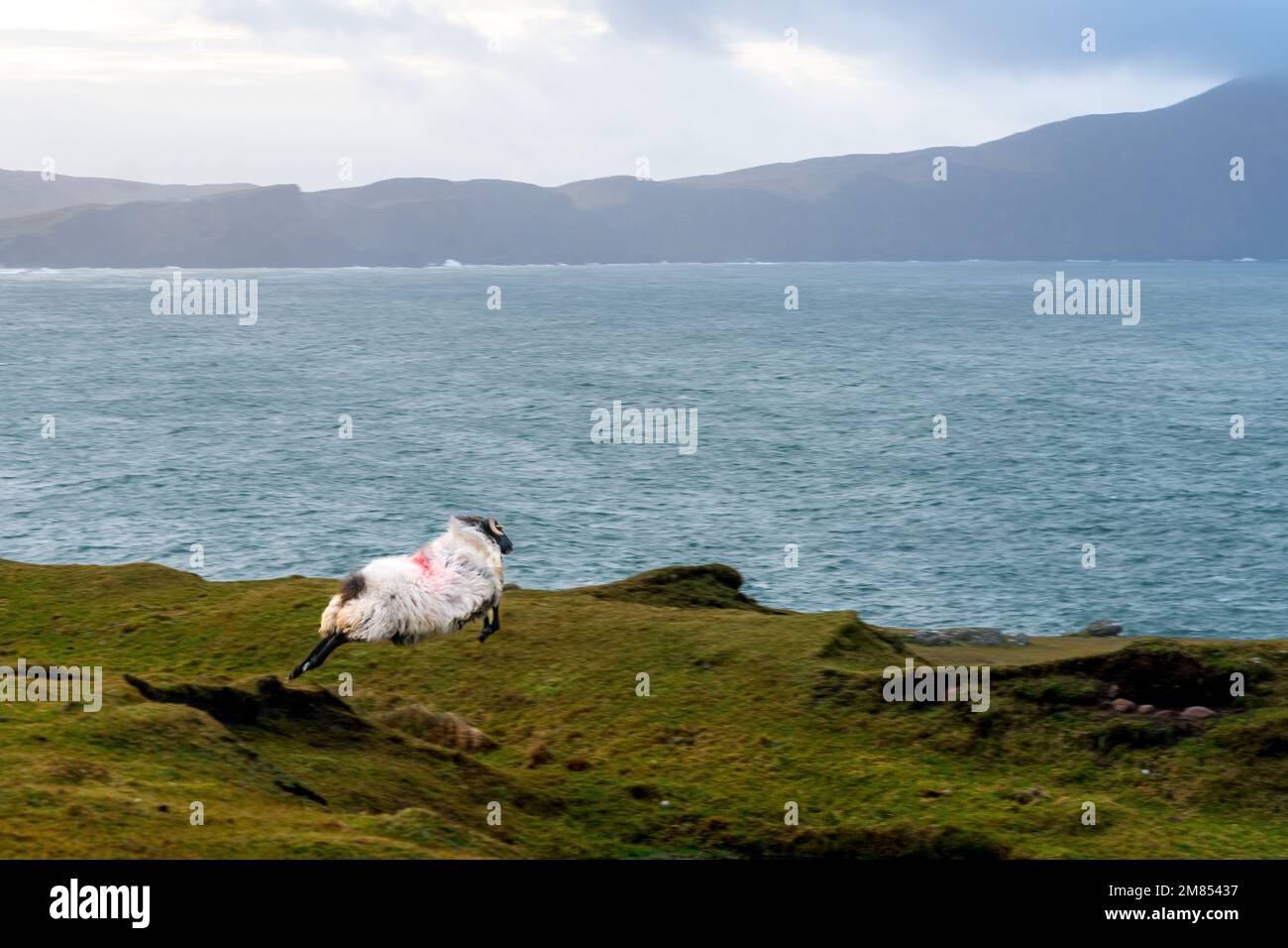 Free roaming sheep in Ireland Stock Photo - Alamy
