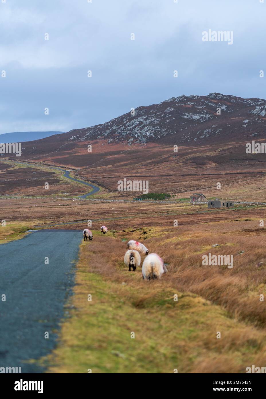Free roaming sheep in Ireland Stock Photo - Alamy