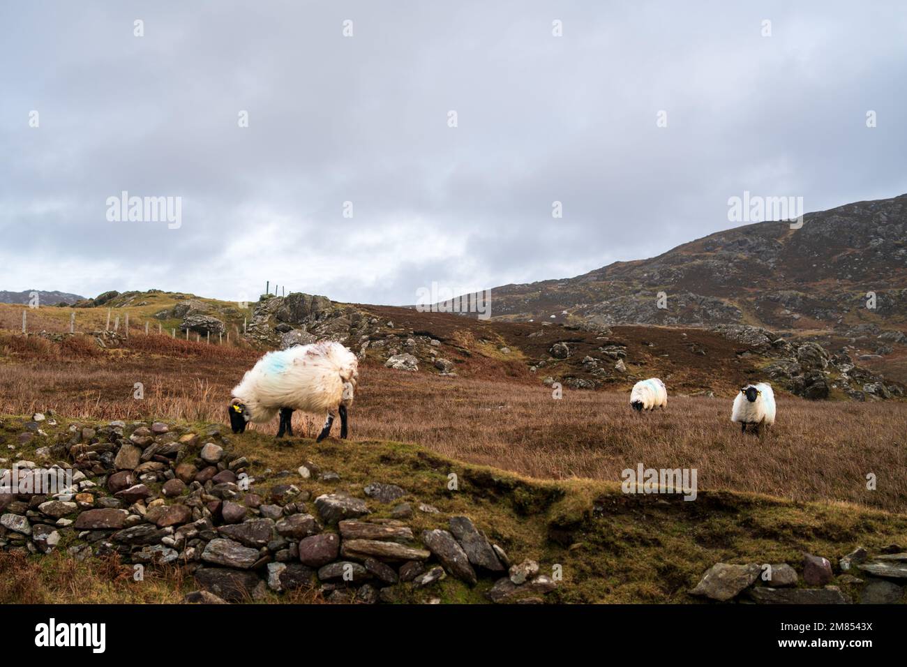 Free roaming sheep in Ireland Stock Photo - Alamy