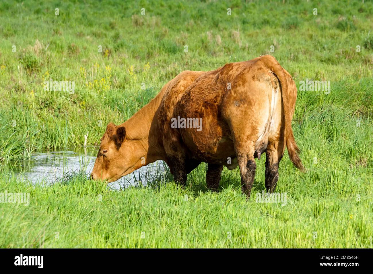 Side view of a cow hi-res stock photography and images - Alamy