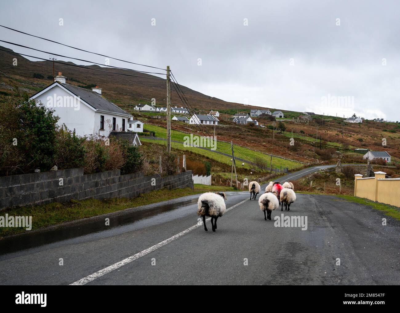 Free roaming sheep in Ireland Stock Photo - Alamy