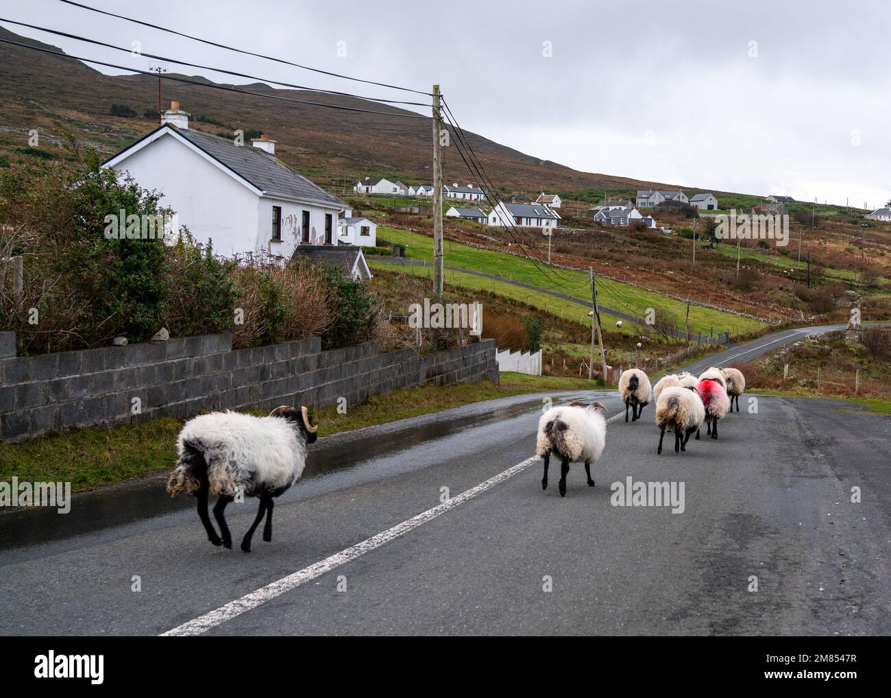 Free roaming sheep in Ireland Stock Photo - Alamy