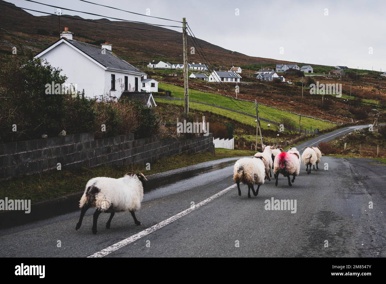 Free roaming sheep in Ireland Stock Photo - Alamy