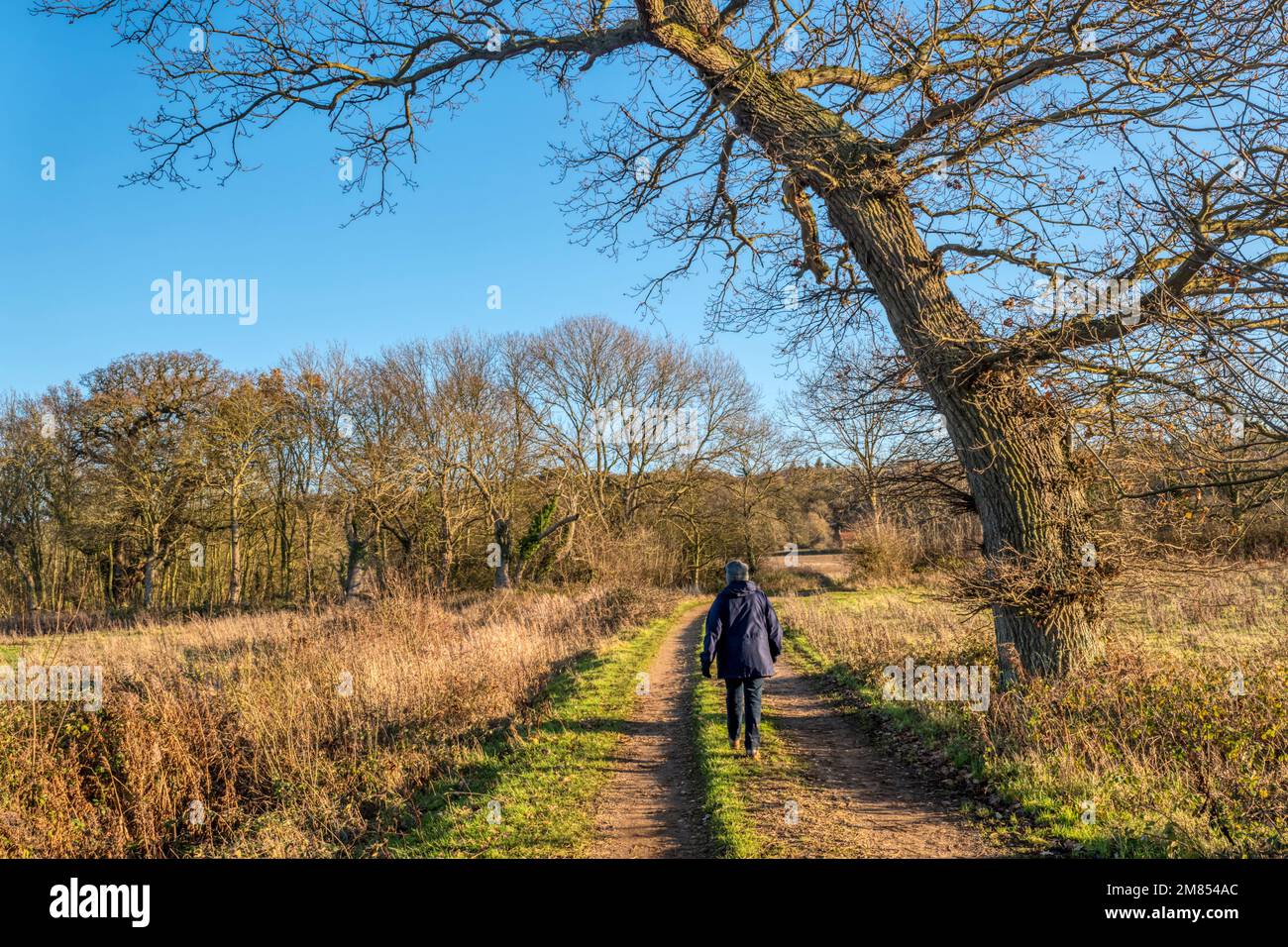Woman on a Boxing Day walk in the countryside at Ken Hill in Norfolk on ...