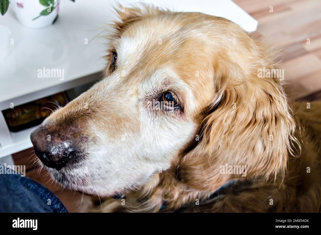 Golden retriever puppy male hi-res stock photography and images - Alamy
