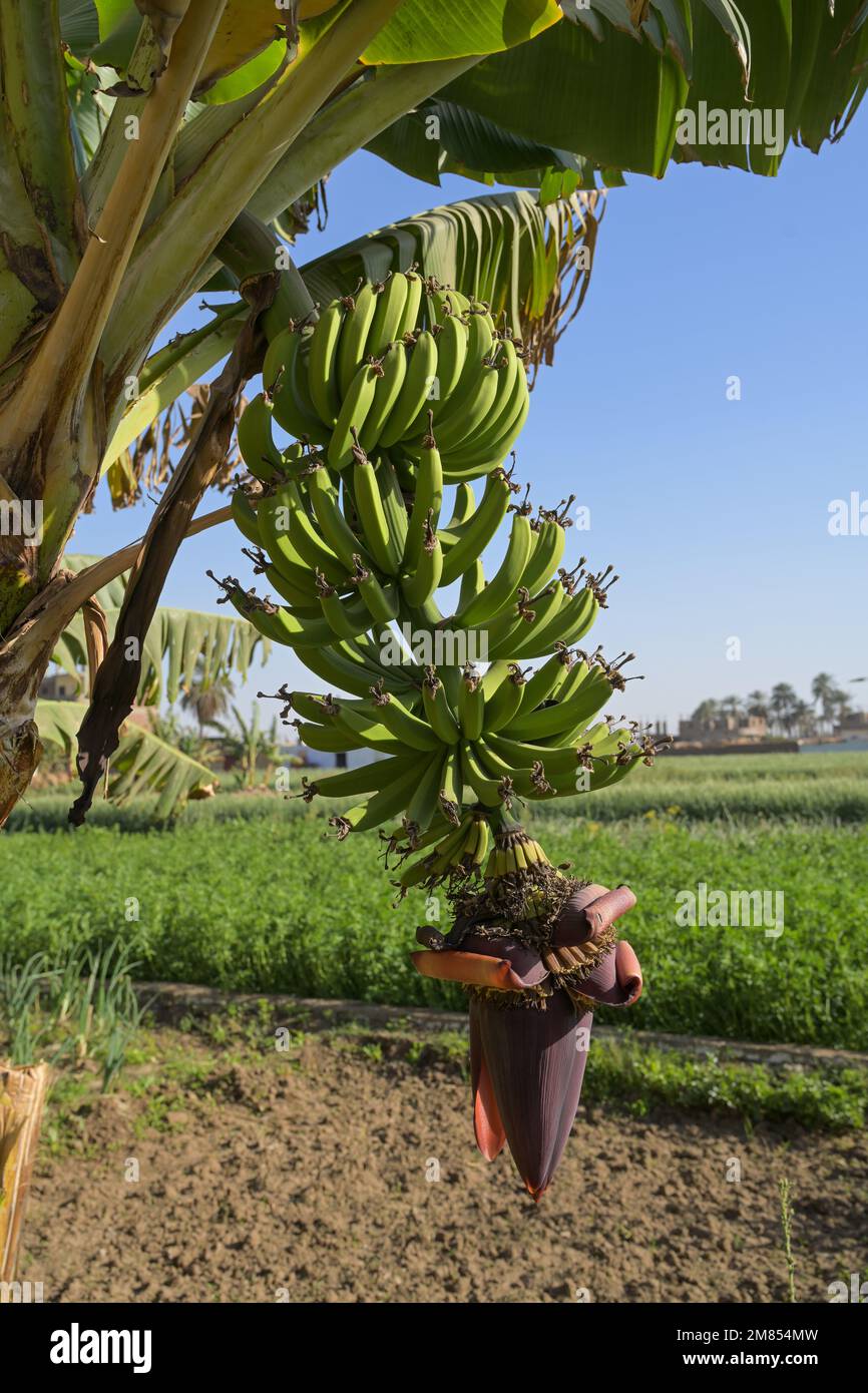 Bananenbaum, Staude, Banana Island, Luxor, Ägypten Stock Photo - Alamy