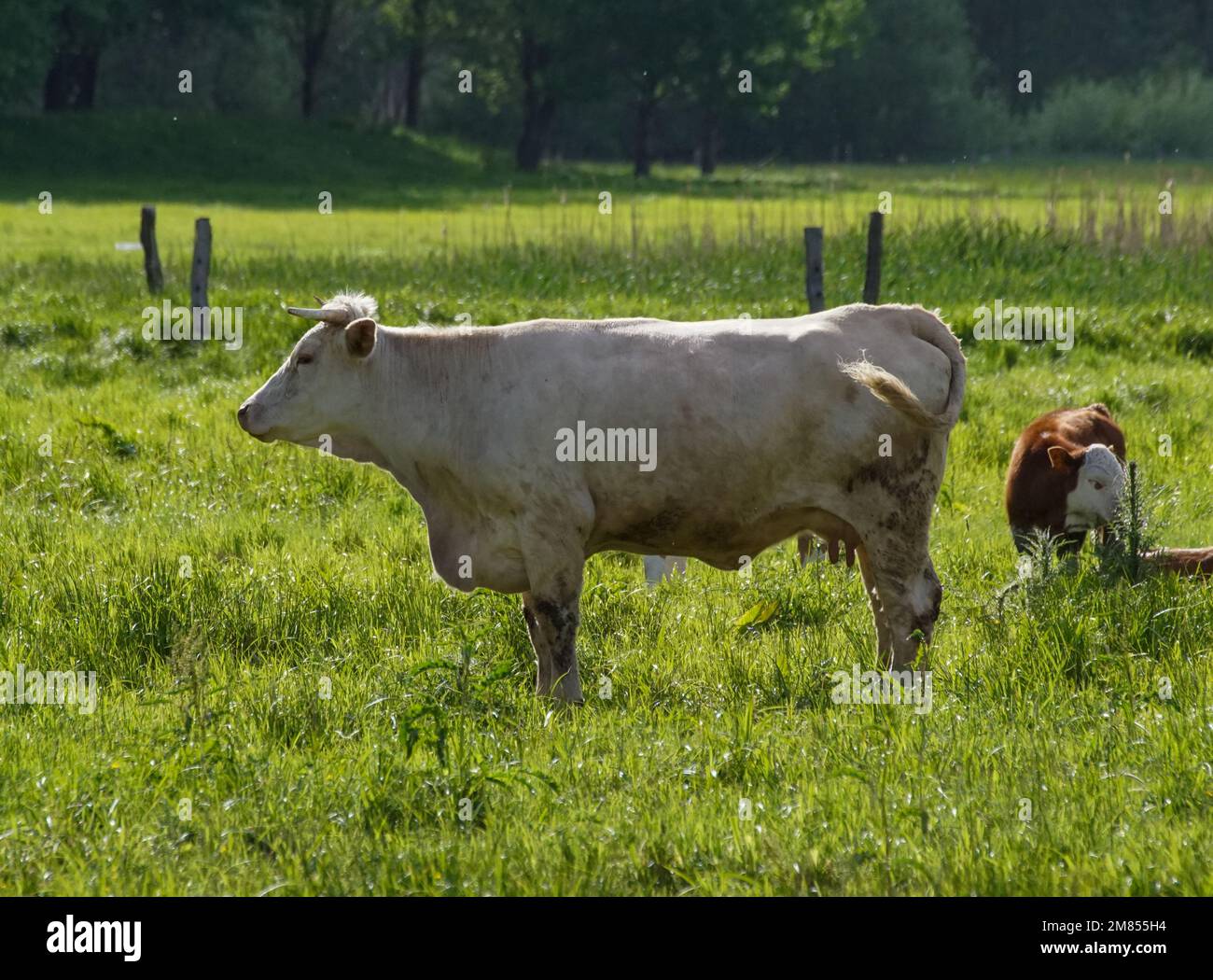 Top of green field with cow hi-res stock photography and images - Alamy