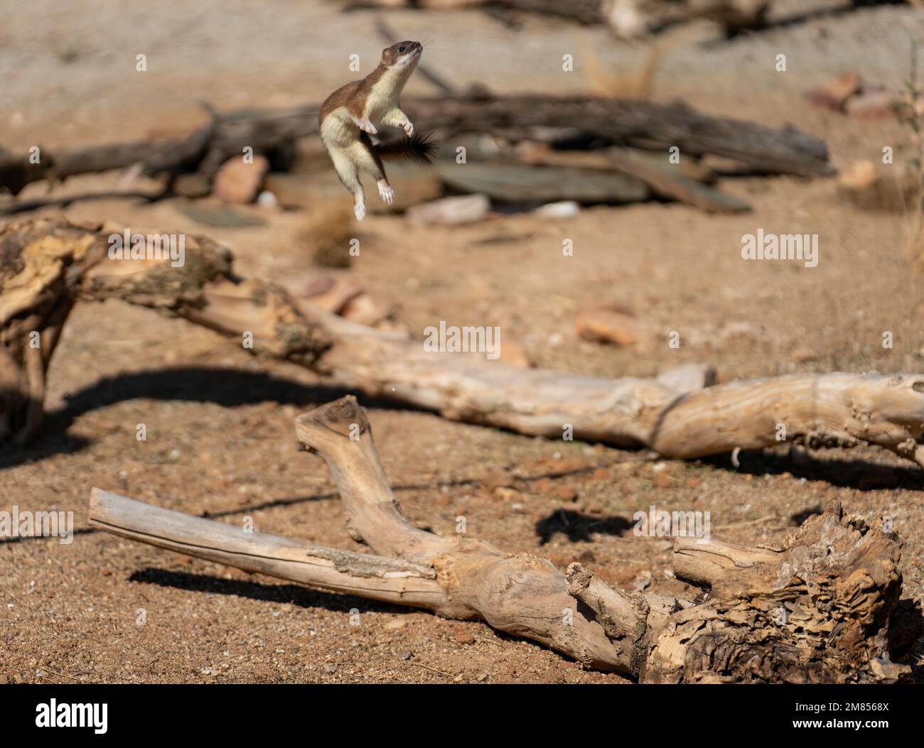 Mink jumping high in the air for preys Stock Photo - Alamy