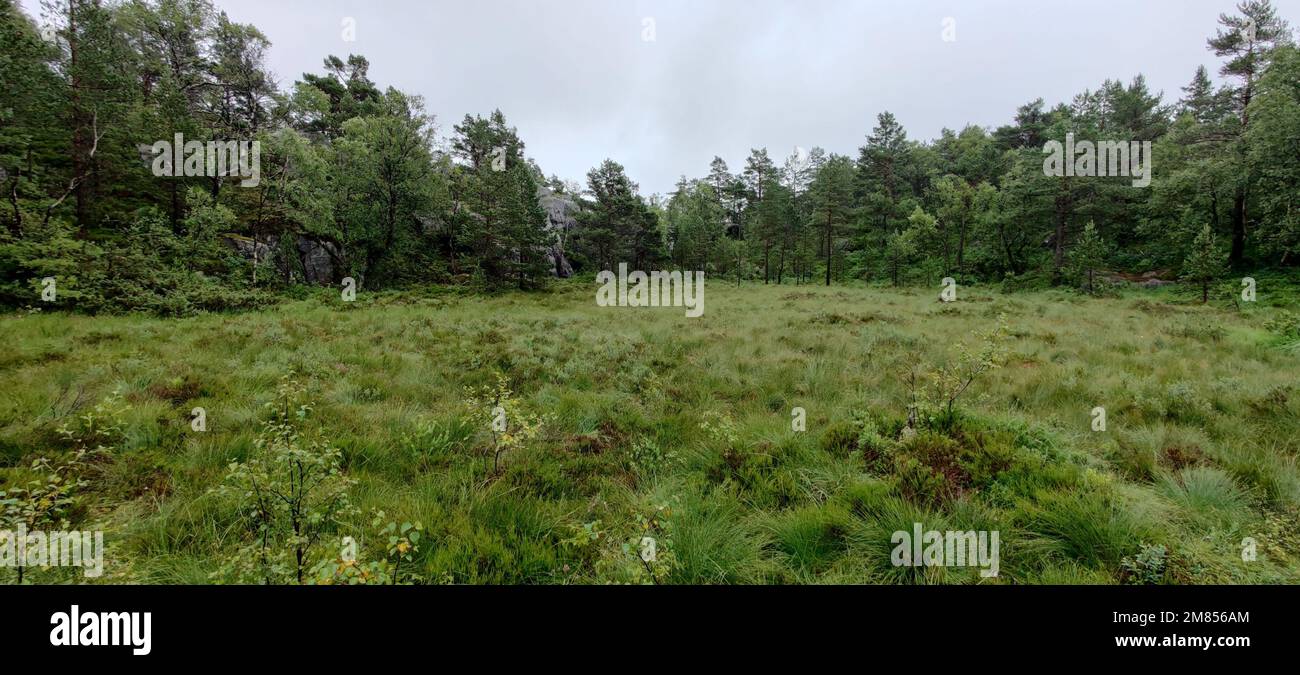 Glade in a forest in Norway Stock Photo - Alamy